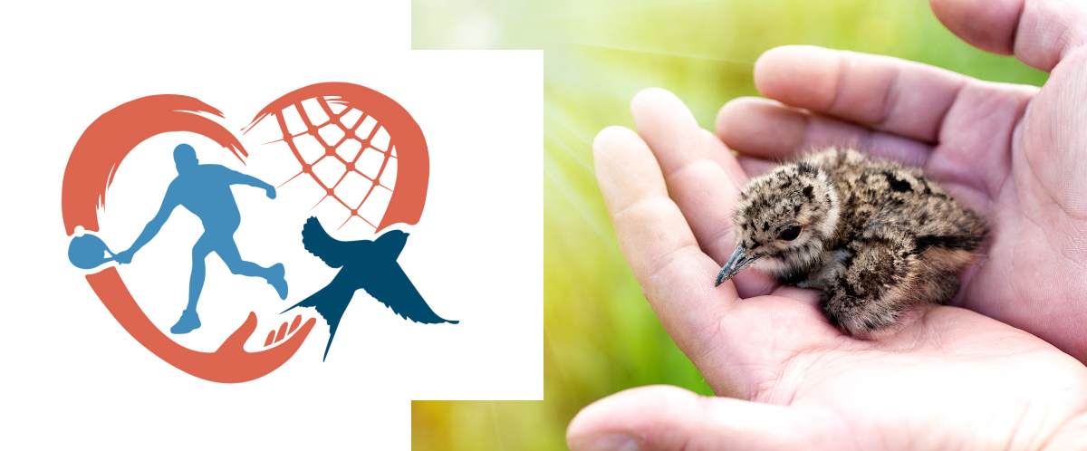 Redes Antichoque para Pistas de Pádel: ¡Protegiendo las Aves ...